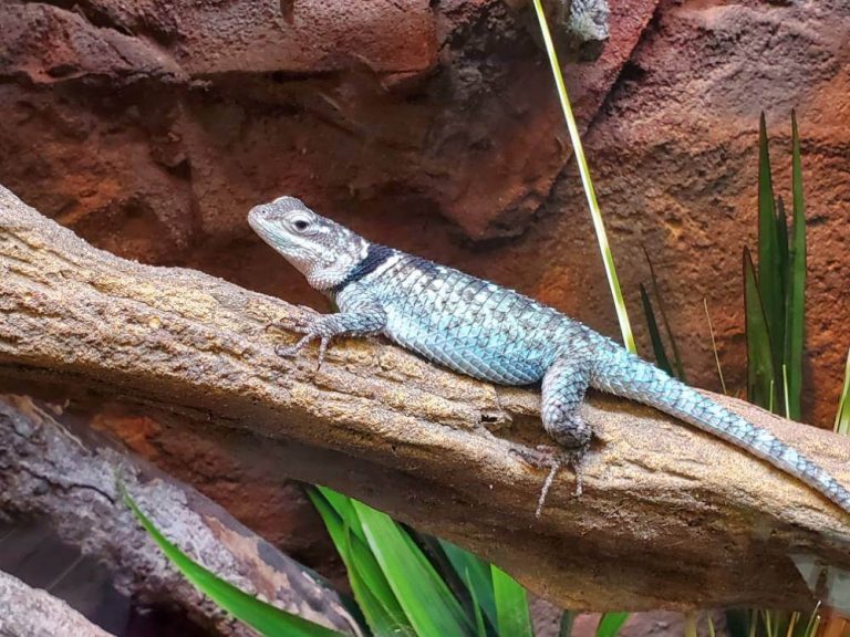 Adoption Animals - Snake Discovery