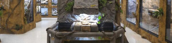 Contact Us - Snake Discovery