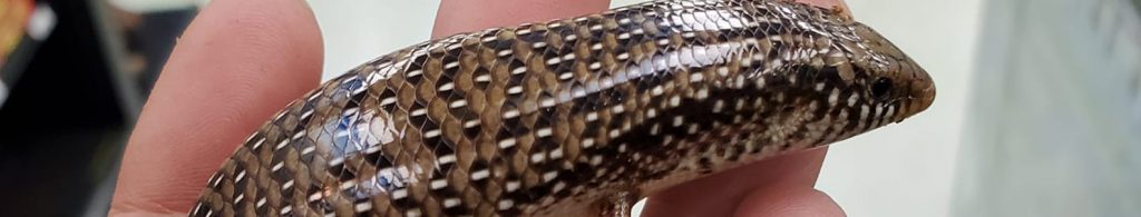 Adoption Animals - Snake Discovery