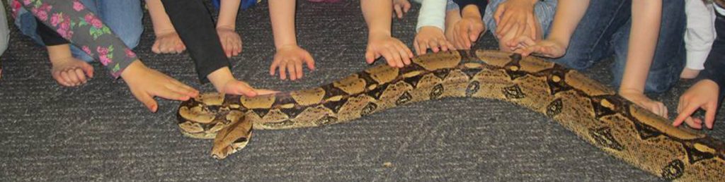 Programs - Snake Discovery