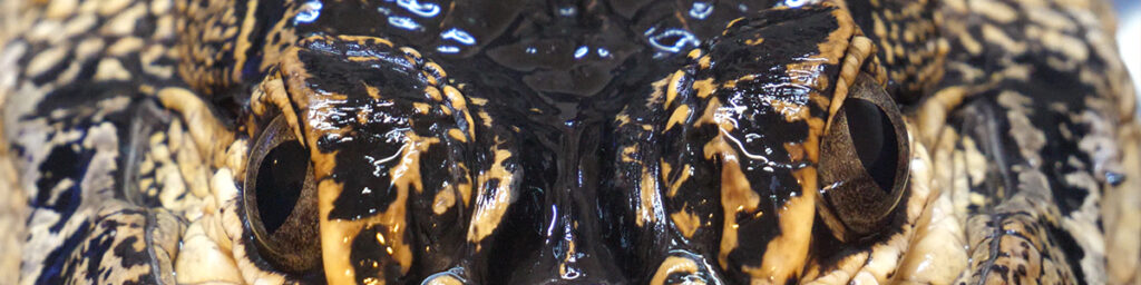 Events - Snake Discovery