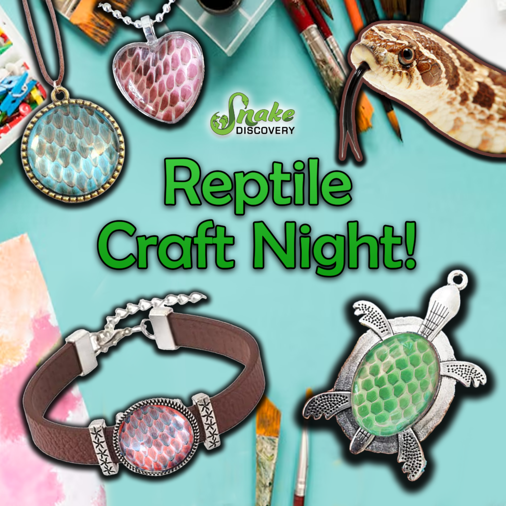 Reptile Craft Night-December 19th - Snake Discovery