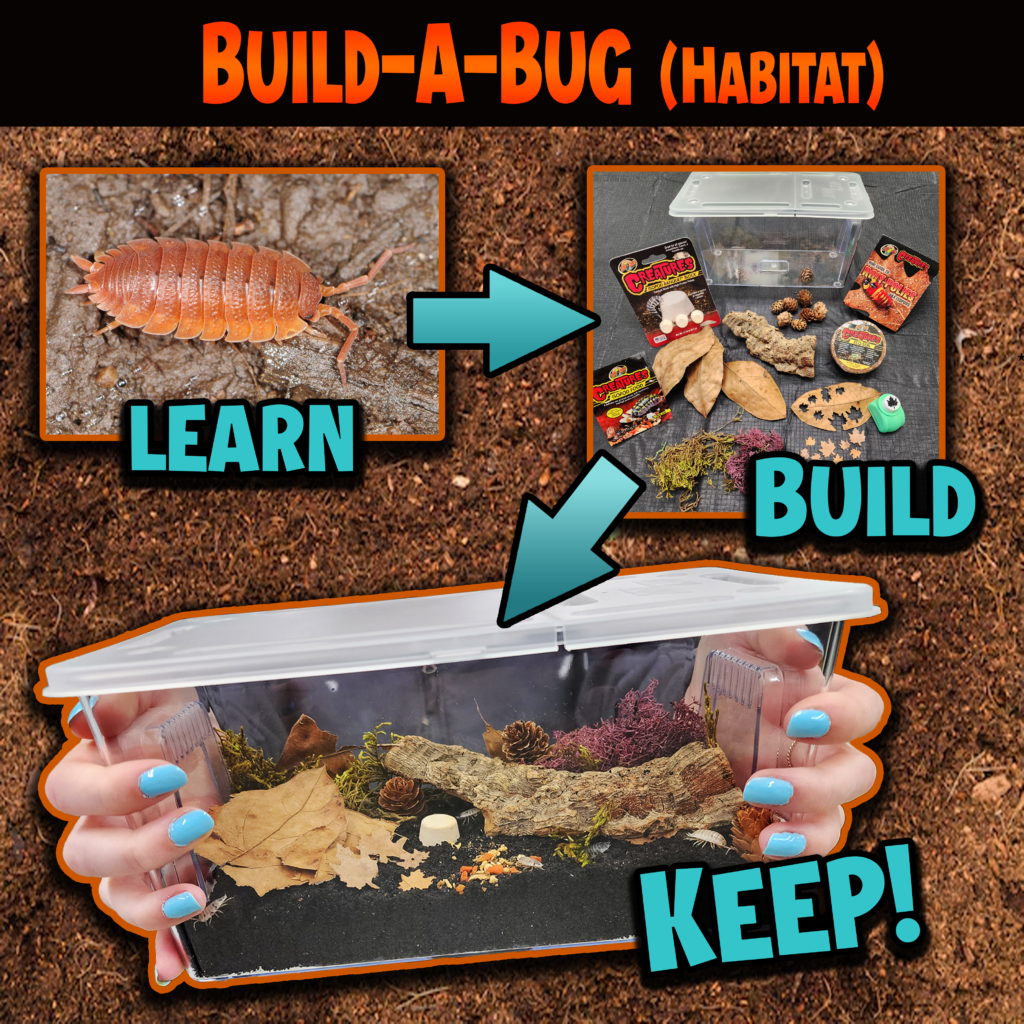 Build-A-Bug (Habitat)-April 11th - Snake Discovery